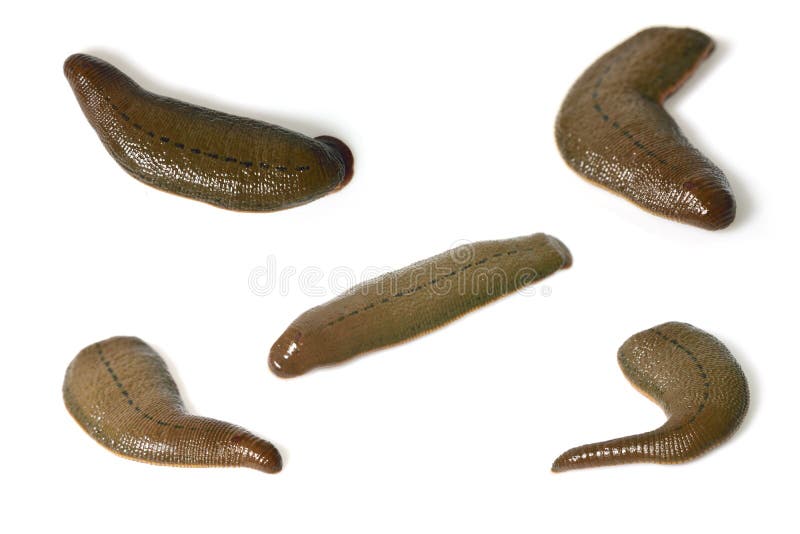 Sanguisuga Isolata Su Bianco Fotografia Stock - Immagine di sussidio ...