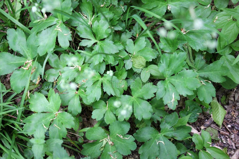 Sanicula Europaea Grows in the Wild in Spring Stock Image - Image of ...