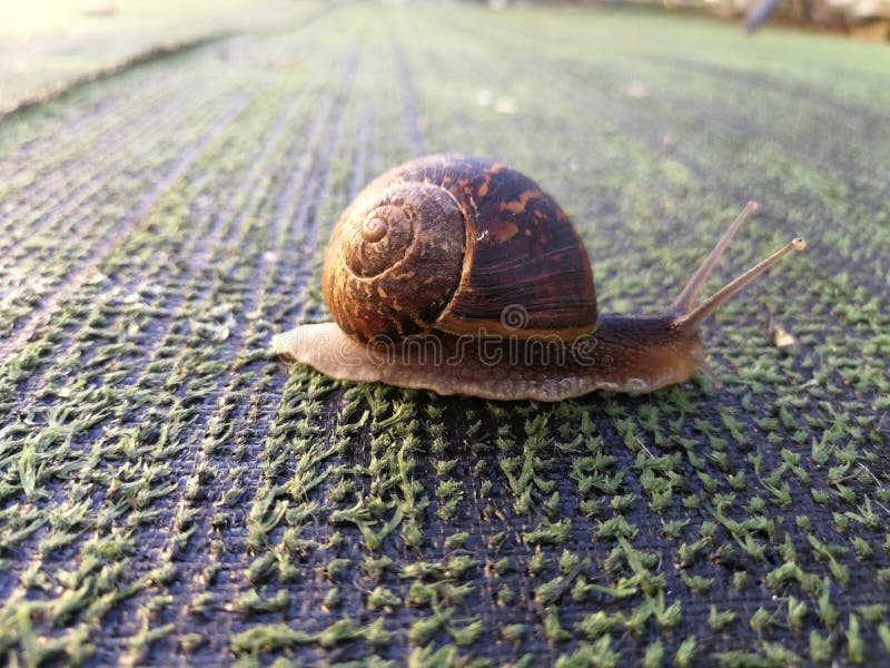 Sanil gress stock image. Image of gress, snail, sanil - 150821701