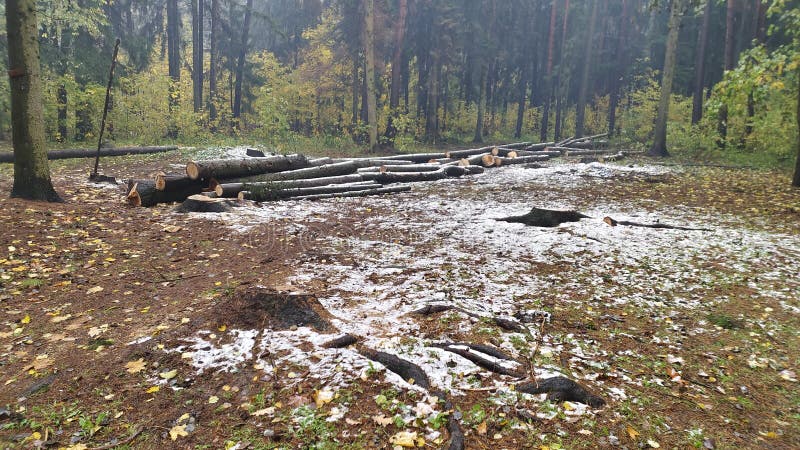 326 Sanitary Felling Stock Photos - Free & Royalty-Free Stock Photos ...