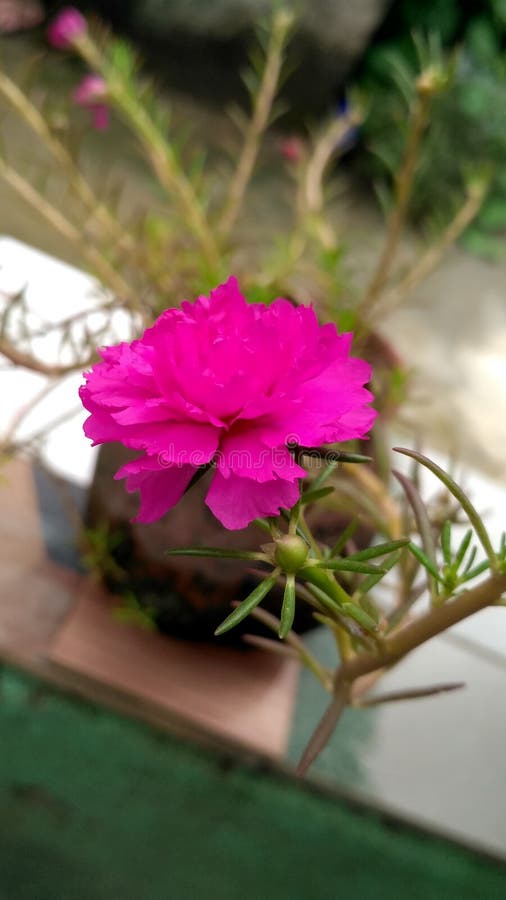 Pink Sanjivani Stock Photos - Free & Royalty-Free Stock Photos from ...