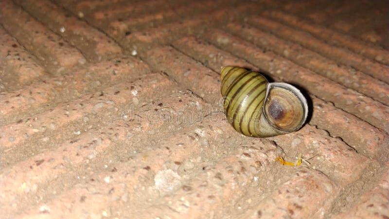 Little conch shell stock image. Image of think, shell - 128829117