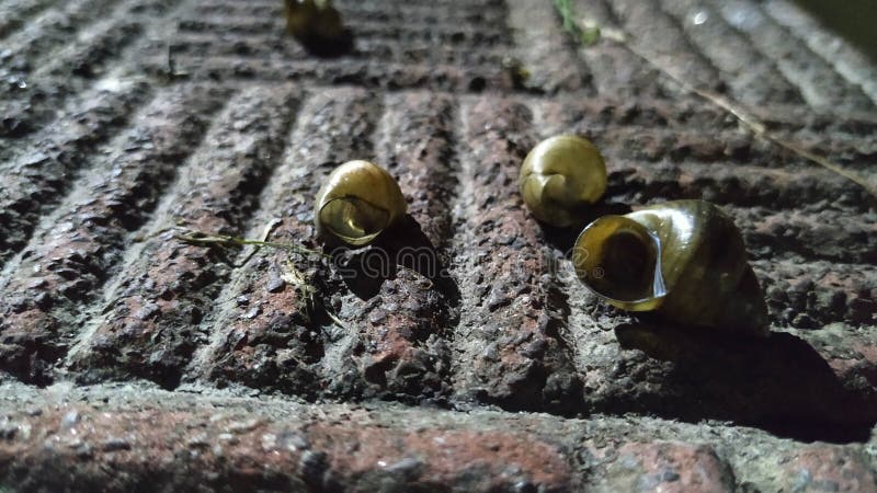 Conch shell group stock image. Image of conch, lakes - 128829083