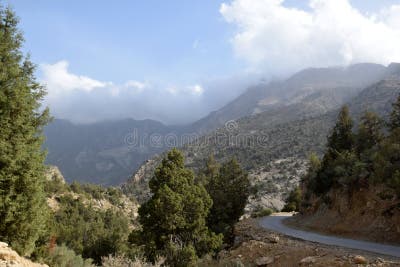 Sanober Tree Stock Photos - Free & Royalty-Free Stock Photos from ...