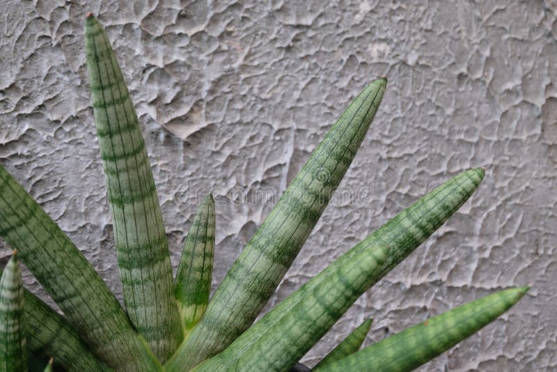 Sansevieria Cylindrica `Boncel` on Concrete Background Stock Image ...