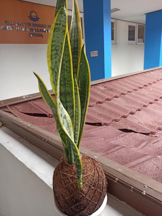 Sansevieria is a Group of Long Plants that Have Sharp, Blade-like ...