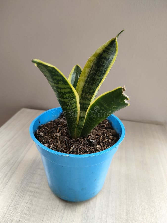 Sansevieria Plan, or Snake Plan Stock Photo - Image of flower, herb ...