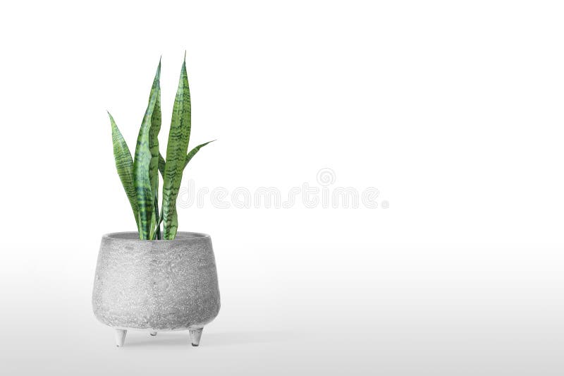 Sansevieria Plant in Pot on White Table Stock Image - Image of flower ...