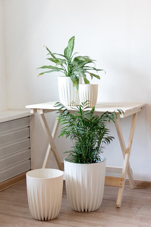 Sansevieria Plant in White Pot Famous for Sunlight Stock Photo - Image ...
