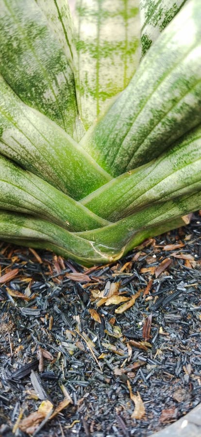 Sansevieria Plant, in Zoom Mode, and Wet Ground Stock Photo - Image of ...