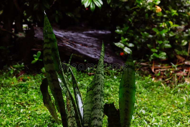 Sansevieria Plante Dans Le Jardin Photo stock - Image du vert ...