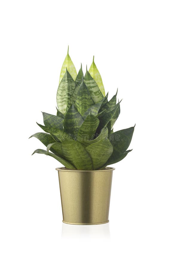 Sansevieria Trifasciata Hahnii or Snakeplant in Gold Shiny Metal Pot ... Sansevieria Trifasciata Hahnii or Snakeplant in Gold Shiny Metal Pot ...