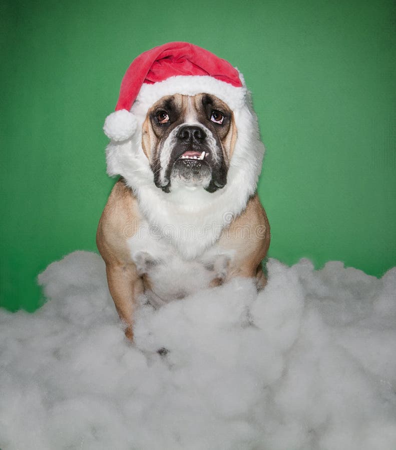 Santa Bulldog stock image. Image of loving, smashedface - 27051461