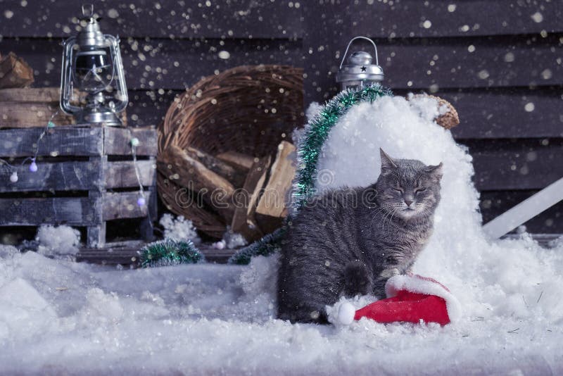 Santa Cat in Santa Hat stock photo. Image of holiday - 83690142