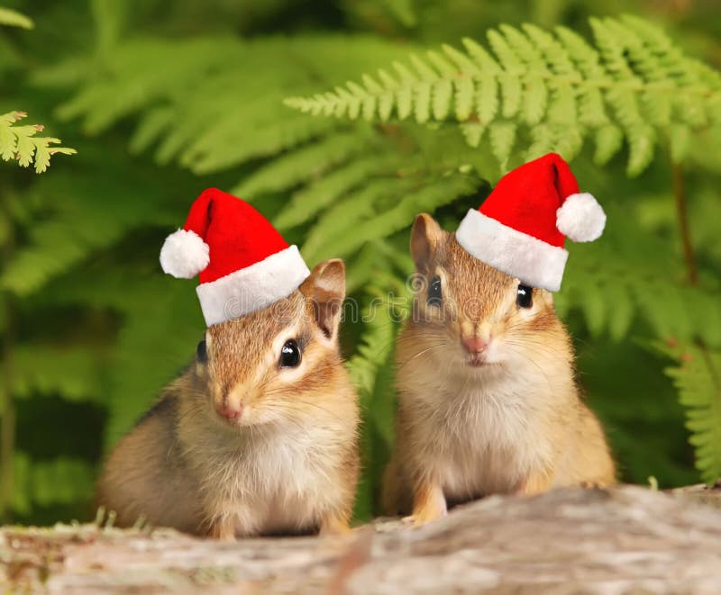 Santa chipmunks stock photo. Image of holiday, young - 16542688