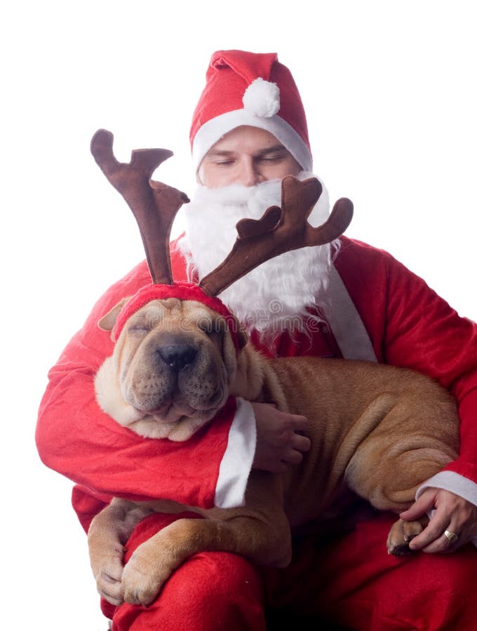 Naughty santa dog stock photo. Image of bull, christmas - 6933360