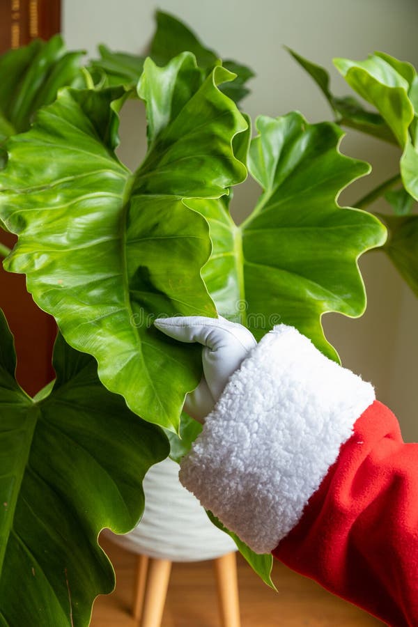 Santa Claus Hands Stroking a Beautiful Philodendron Stock Photo - Image ...