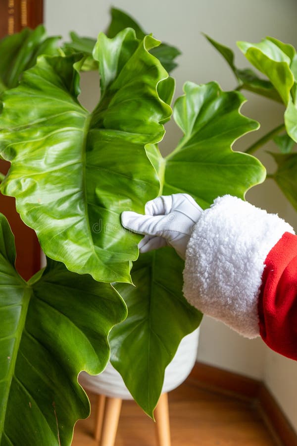 Santa Claus Hands Stroking a Beautiful Philodendron Stock Photo - Image ...