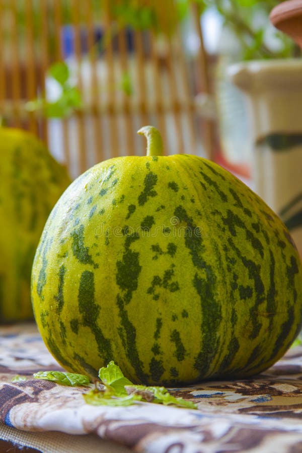 Santa Claus melon close up stock photo. Image of lake - 196457866
