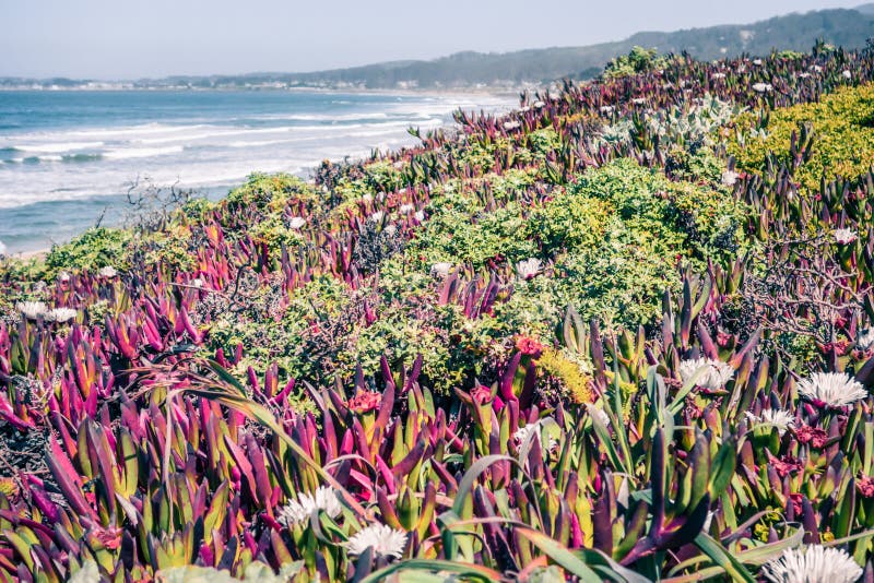 Santa Cruz California Beach and Coastline in Spring Stock Image - Image ...