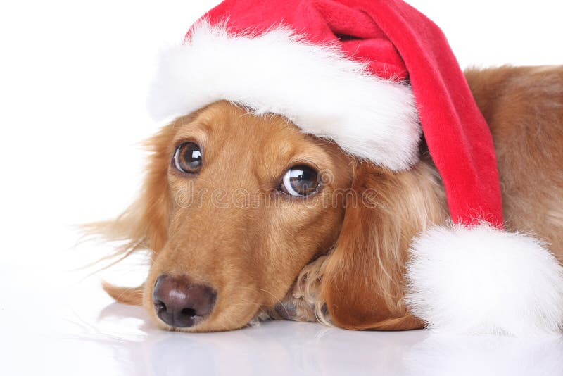 Santa dog stock photo. Image of cute, doggy, season, puppy - 11351426