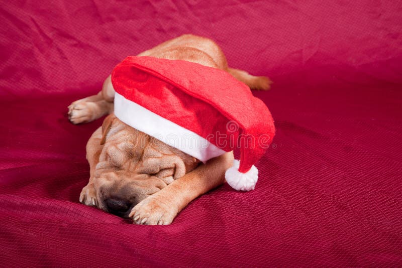 Santa dog stock image. Image of xmas, humorous, gift - 12027807