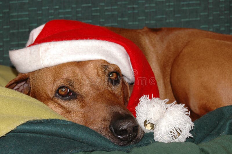 Santa dog stock photo. Image of gifts, gift, hats, claus - 1302896