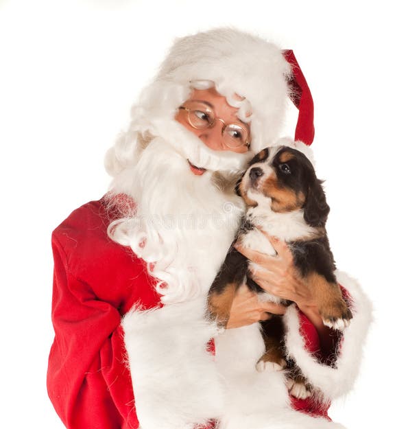 Santa with dog stock image. Image of cute, claus, animal - 15846459