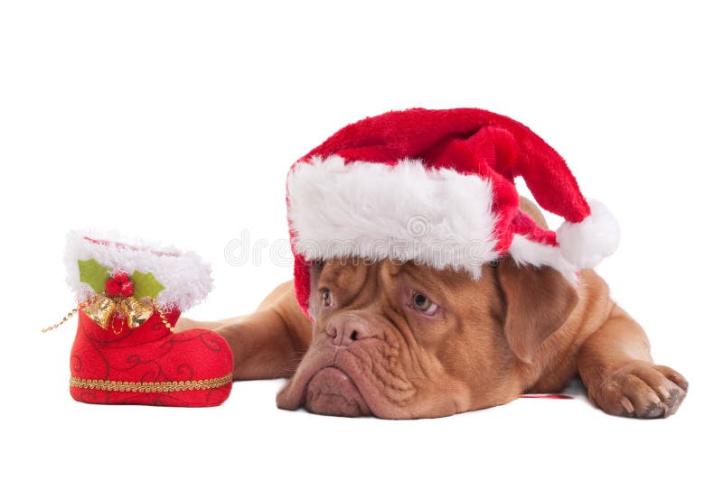 Santa Dog stock image. Image of isolated, animal, facial - 17185373
