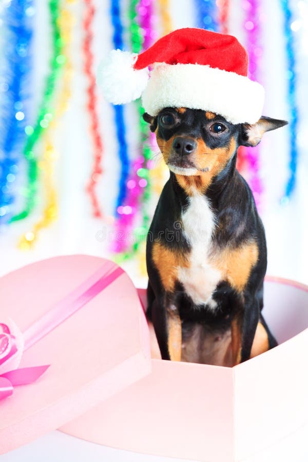 Santa dog stock image. Image of christmas, holiday, snow - 17259925