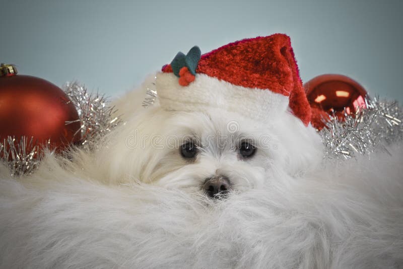 Santa Dog Picture. Image: 17713520
