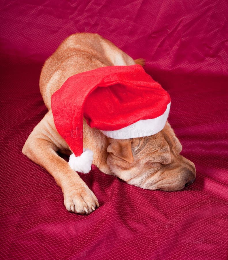 Santa dog stock photo. Image of wear, tired, wearing - 21227044