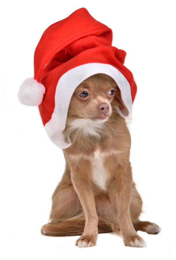 Adorable Little Dog in Santa Hat Stock Image - Image of adorable ...