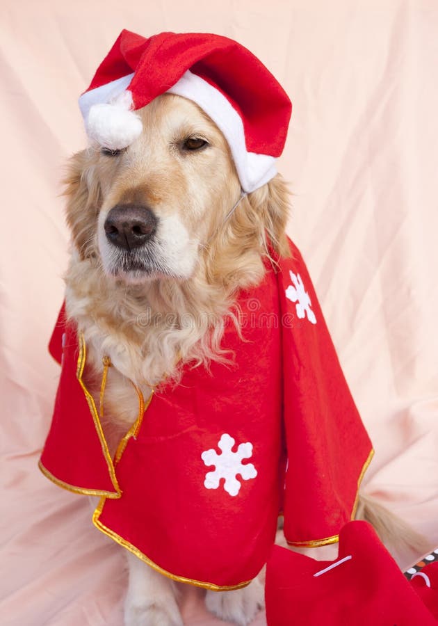 Santa dog stock photo. Image of holidays, christmas, santa - 22331062