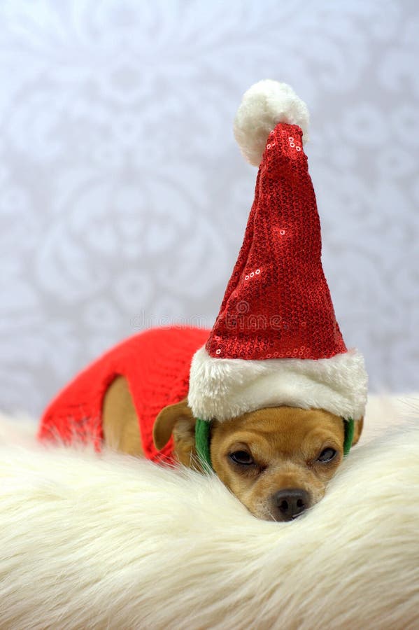 Santa Dog stock photo. Image of cute, festive, dogweare - 27981738