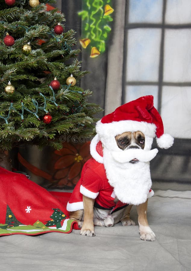 Santa Dog stock photo. Image of mustache, dressed, english - 28143818