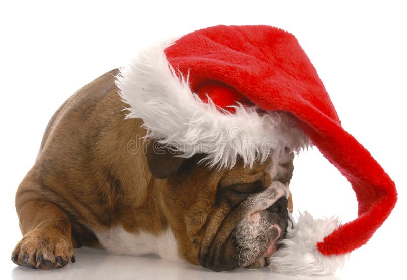 Santa dog with attitude stock image. Image of funny, pooch - 12312789