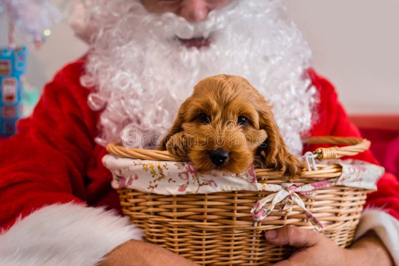 Santa with a dog stock photo. Image of couch, christmas - 155777206