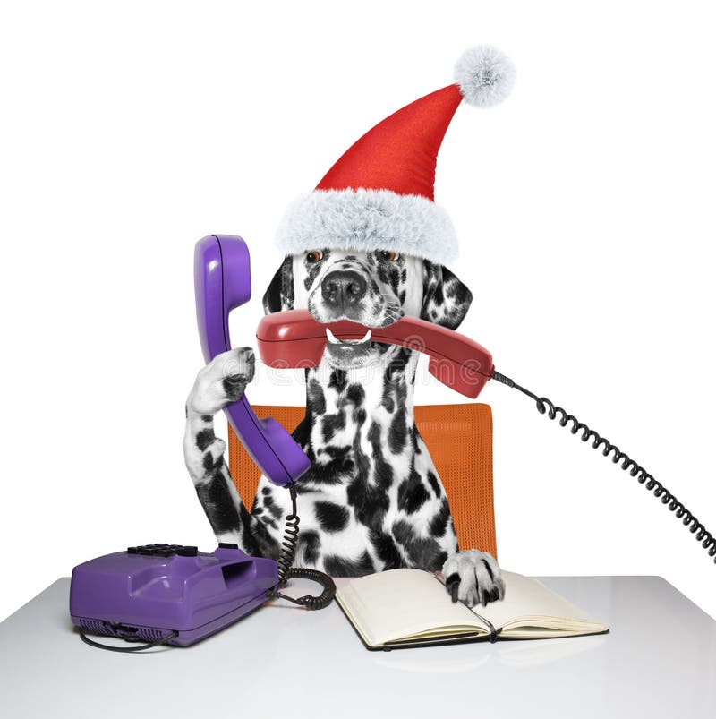 Santa Dog is Talking Over the Phones Stock Image - Image of phone ...