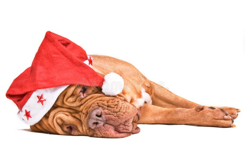 Naughty santa dog stock photo. Image of bull, christmas - 6933360