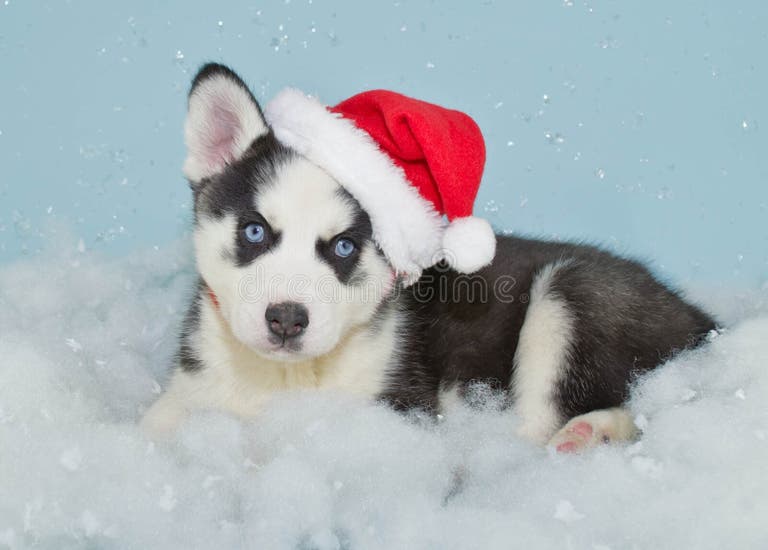 Santa Husky Puppy stock photo. Image of claus, santa - 37539588