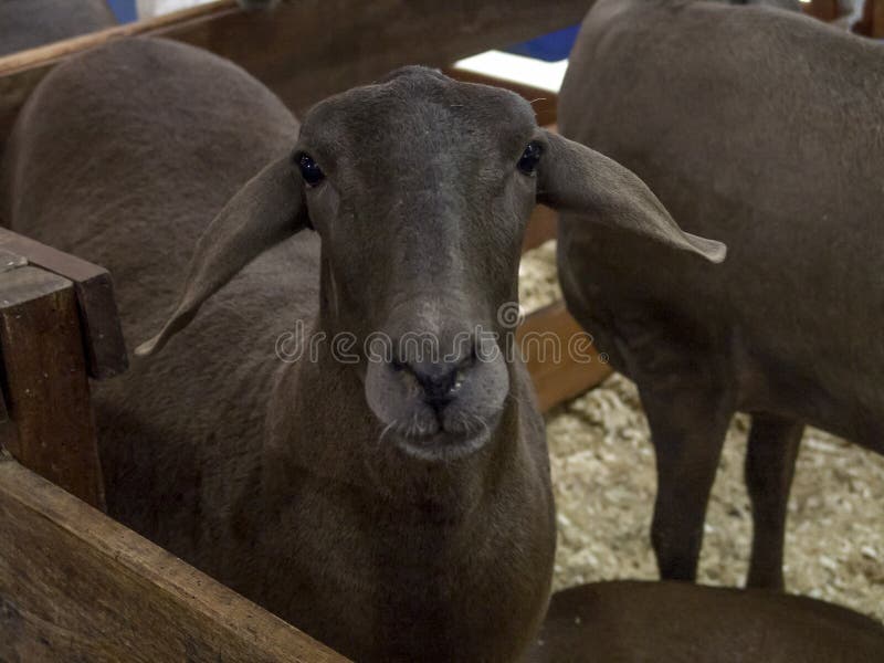 Santa Ines Sheep Stock Photos - Free & Royalty-Free Stock Photos from ...