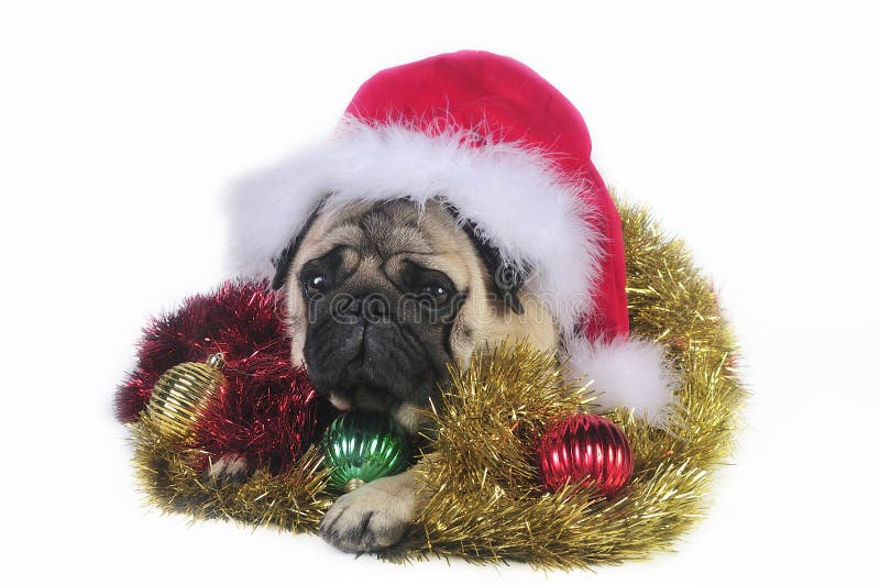 Santa Pug stock image. Image of canine, expression, santa - 7161559
