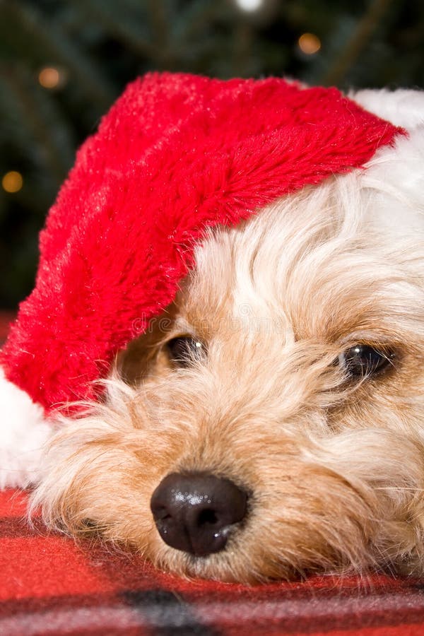 Santa puppy stock image. Image of mutt, claus, holiday - 12324425