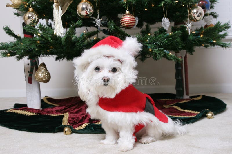 Santa Puppy stock image. Image of pets, joyful, ball, portrait - 1142885