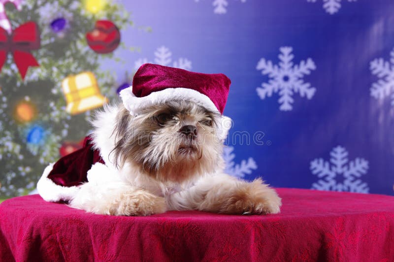 Santa Puppy Picture. Image: 9609265
