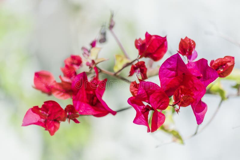 Foto de santa rita imagen de archivo. Imagen de parque - 181947139