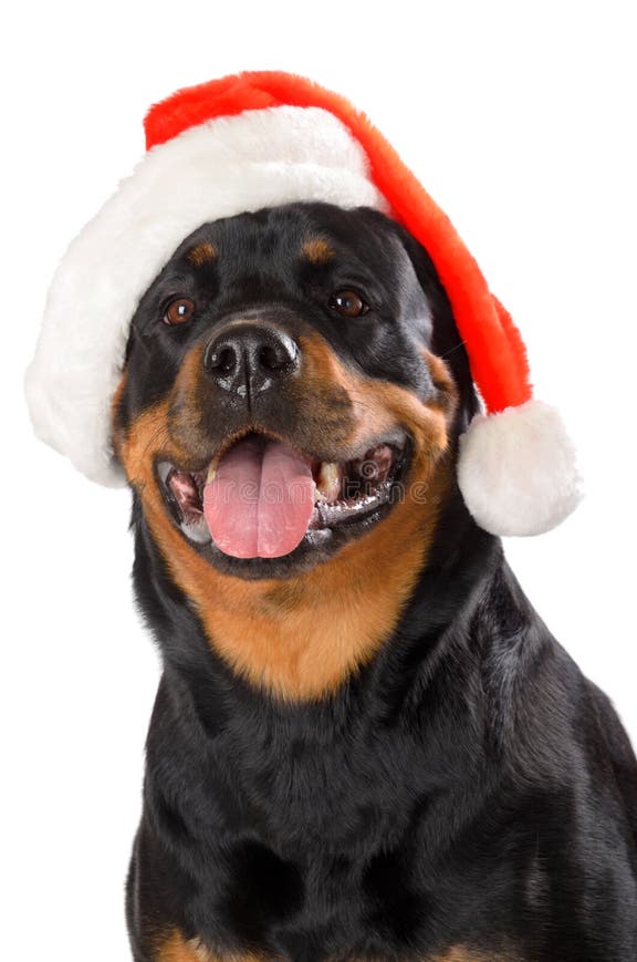 Santa Rottweiler stock image. Image of santa, laziness - 24811009