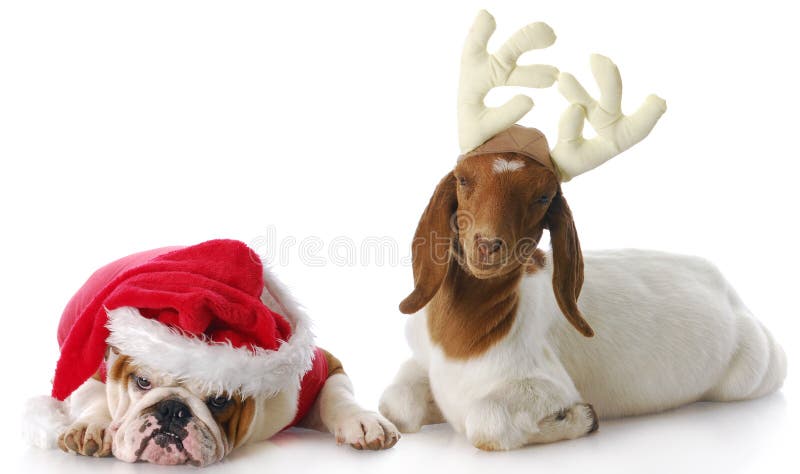 Santa and rudolph dog stock photo. Image of expression - 7043958