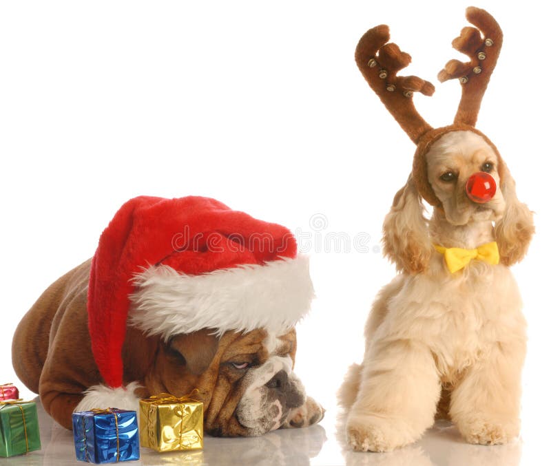 Rudolph and santa dogs stock photo. Image of greetings - 7015872
